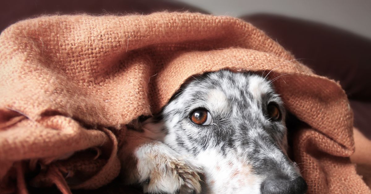Understanding and Treating Diarrhea in Dogs - Critter Culture