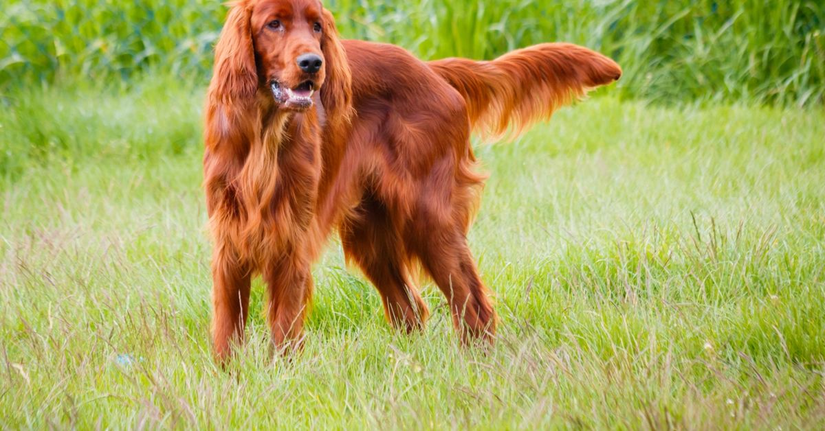 Irish Setters: A Bold, Sensitive Breed - Critter Culture