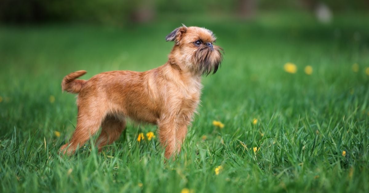 Brussels griffons: Belgium's tiny hunters - Critter Culture