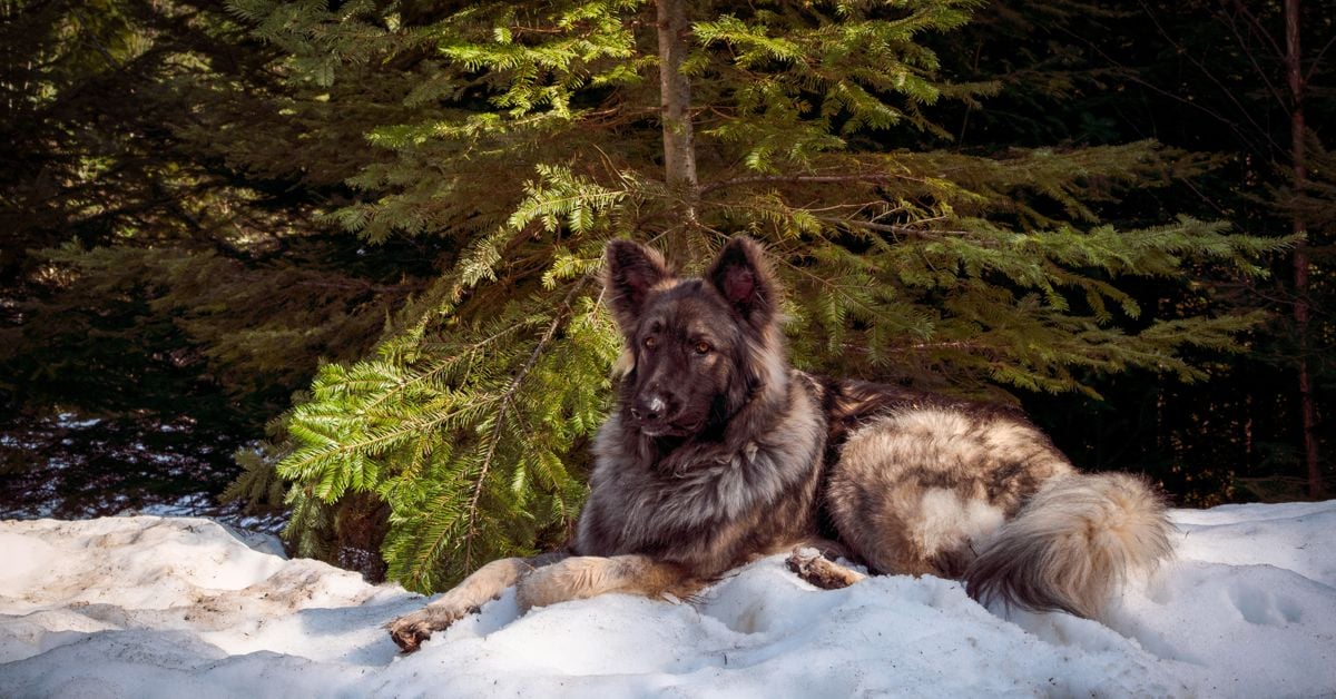 All About the Shiloh Shepherd - Critter Culture