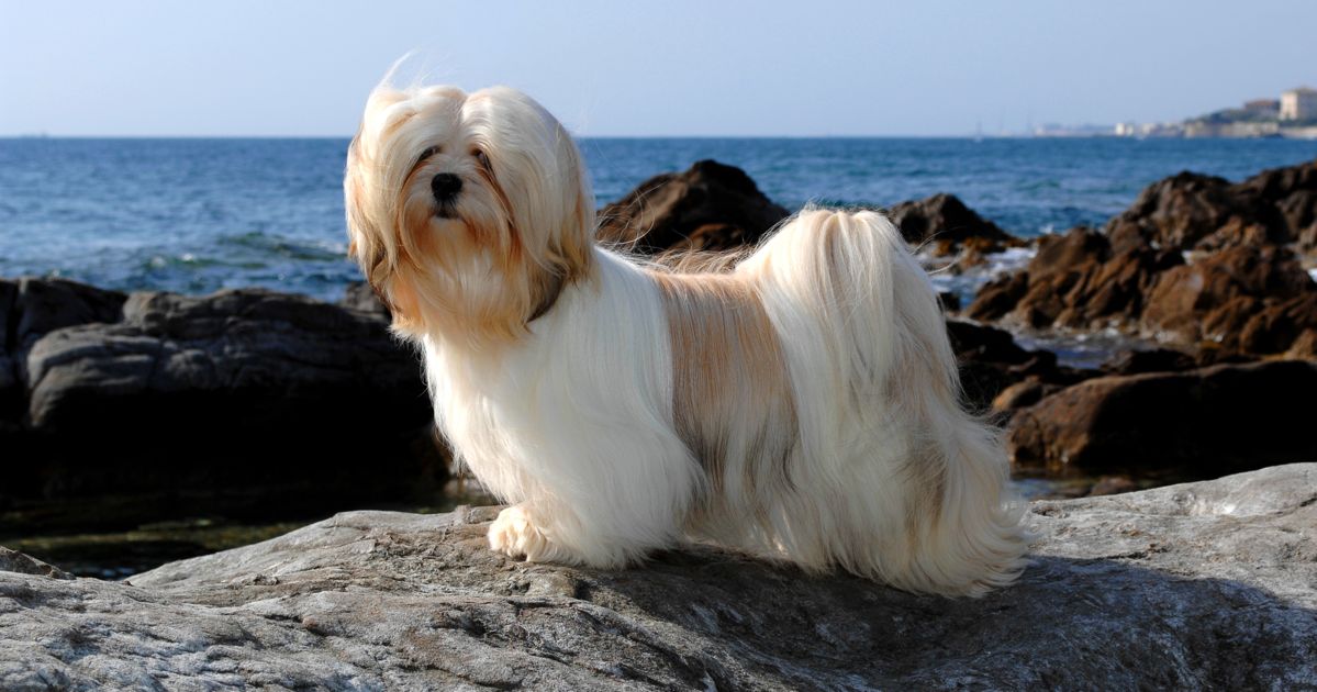 The Lhasa Apso: A Big Dog in a Small Body - Critter Culture