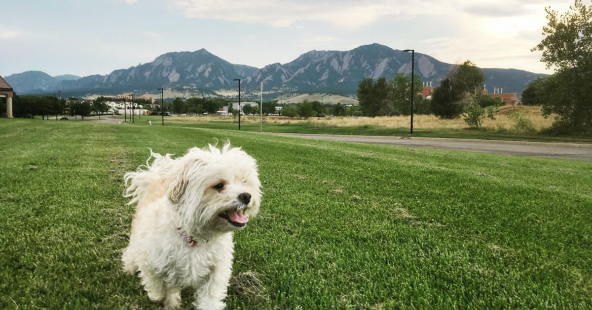 Maltipoo: The Teddy Bear Breed - Critter Culture
