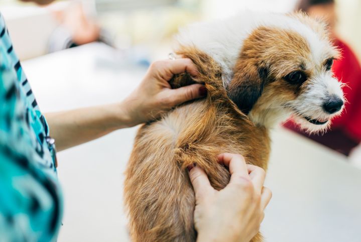 Identifying and Removing Skin Tags on Your Dog