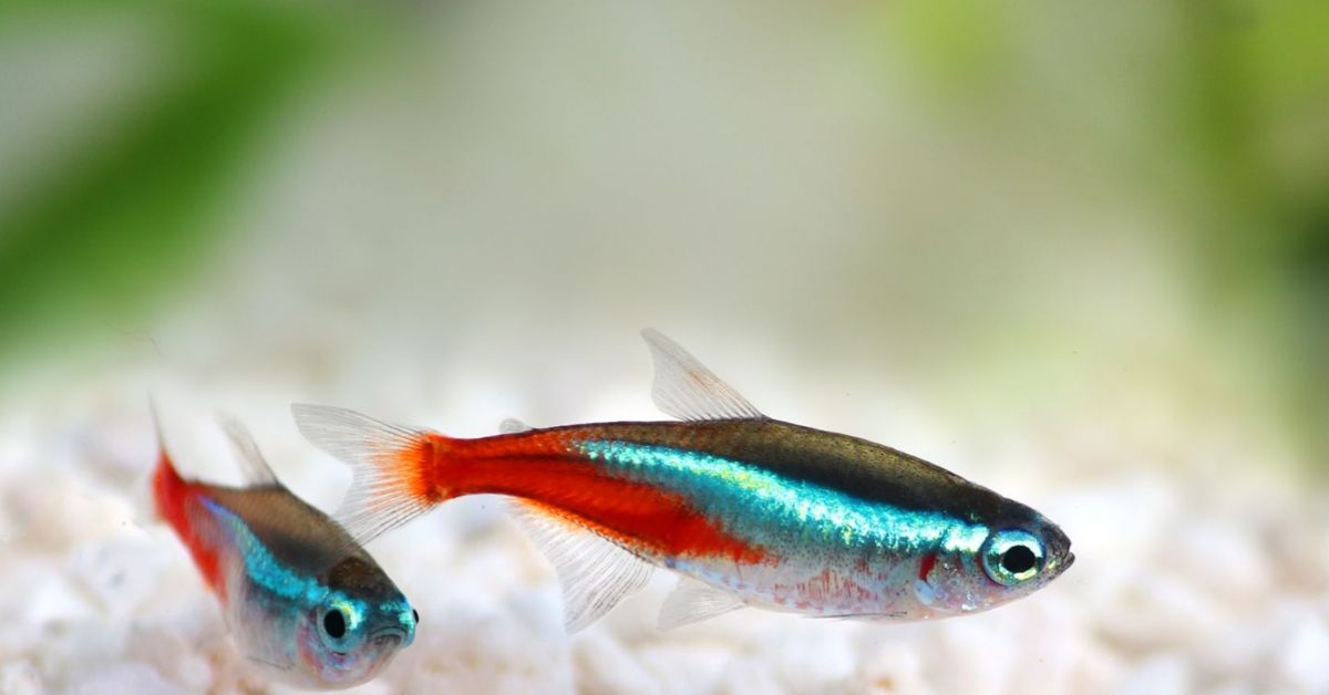 The Neon Tetra: A Simple, Friendly Fish - Critter Culture