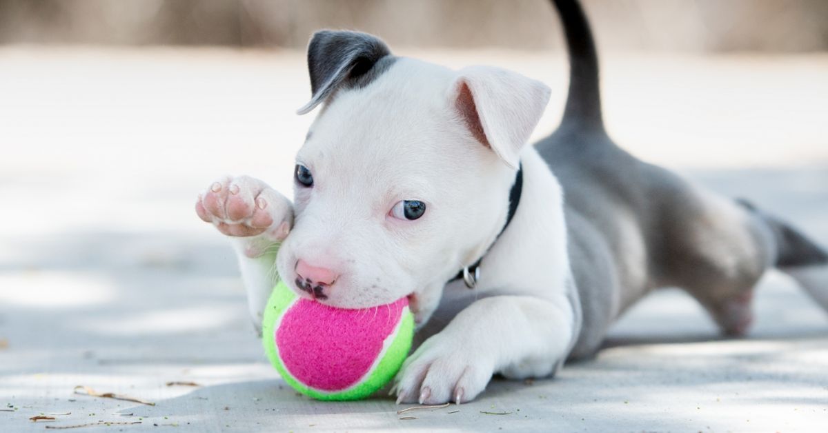 What to Know Before Getting Your Mini Pitbull - Critter Culture