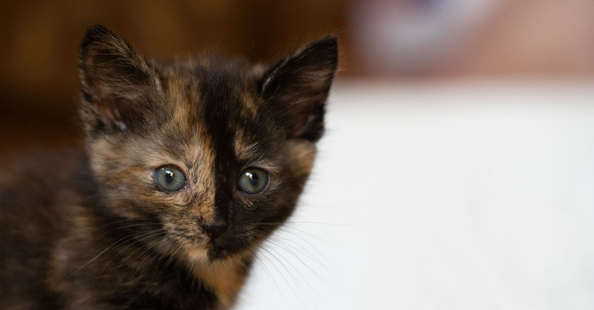 The Mysterious Chimera Cat - Critter Culture