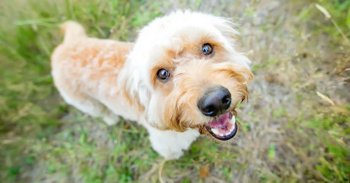 Miniature Poodle and Lab Cross: Mini Labradoodle - Critter Culture