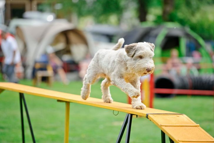 20 Animal Brainiacs: The World's Smartest Animals - Critter Culture