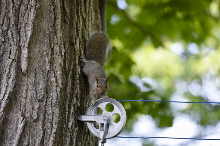 20 Animal Brainiacs: The World's Smartest Animals - Critter Culture