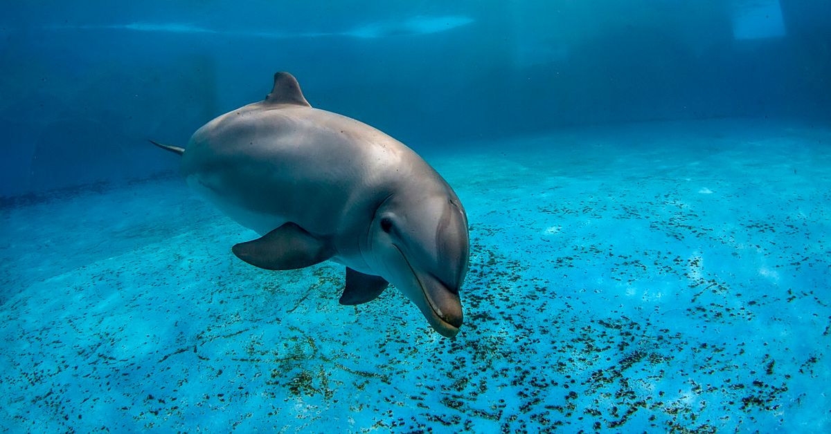 Here Are Some Truly Wild and Wacky Animal Abilities - Critter Culture