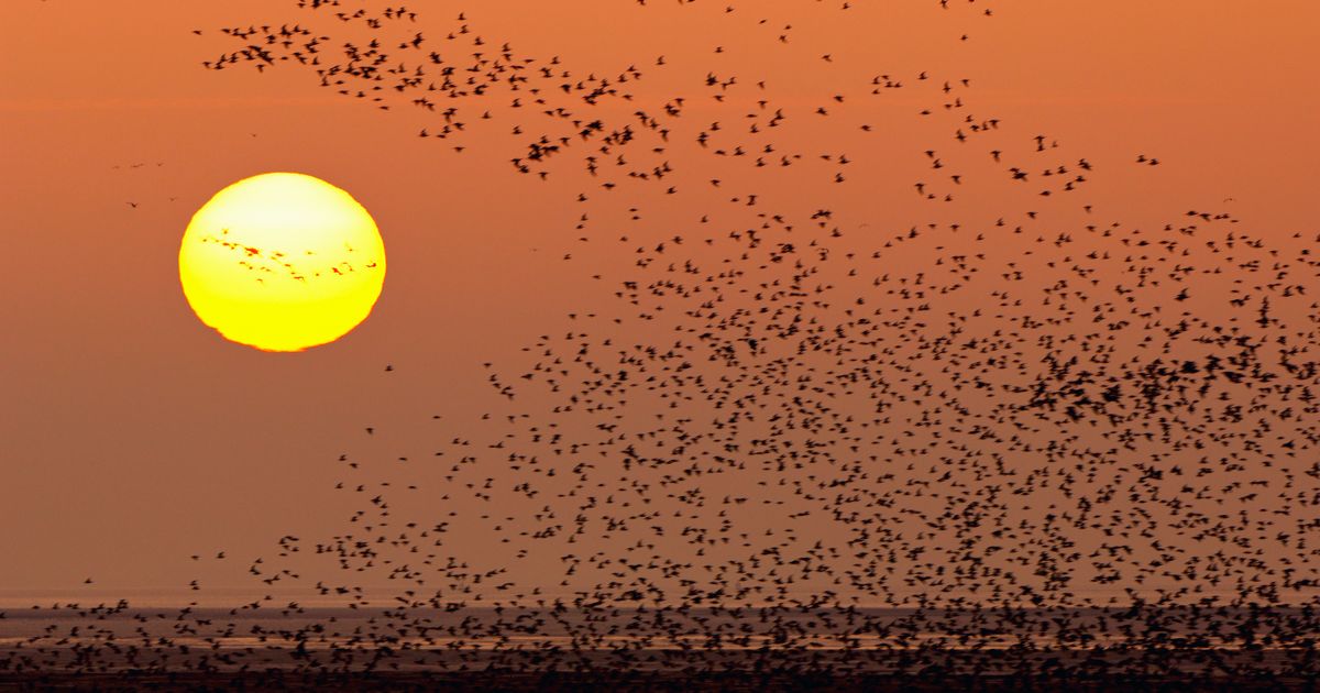 The Most Magnificent Animal Migrations on Earth - Critter Culture