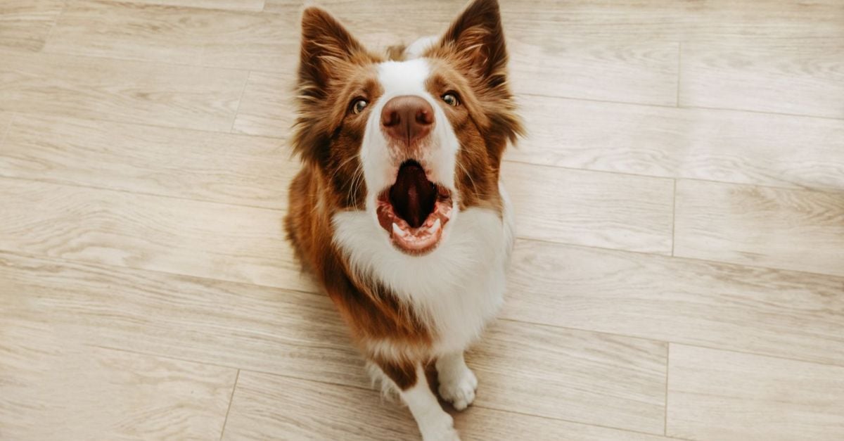 How to Hush Your Puppy for a Harmonious Household - Critter Culture