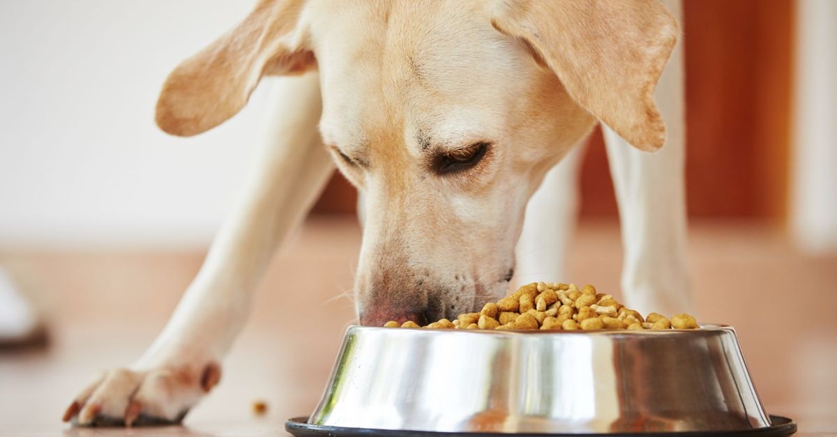 What is Aflatoxin Poisoning in Dogs? - Critter Culture