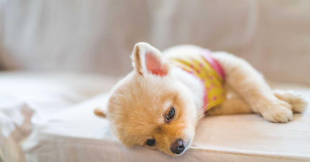 Signs Your Dog May Be Feeling a Little Blue - Critter Culture