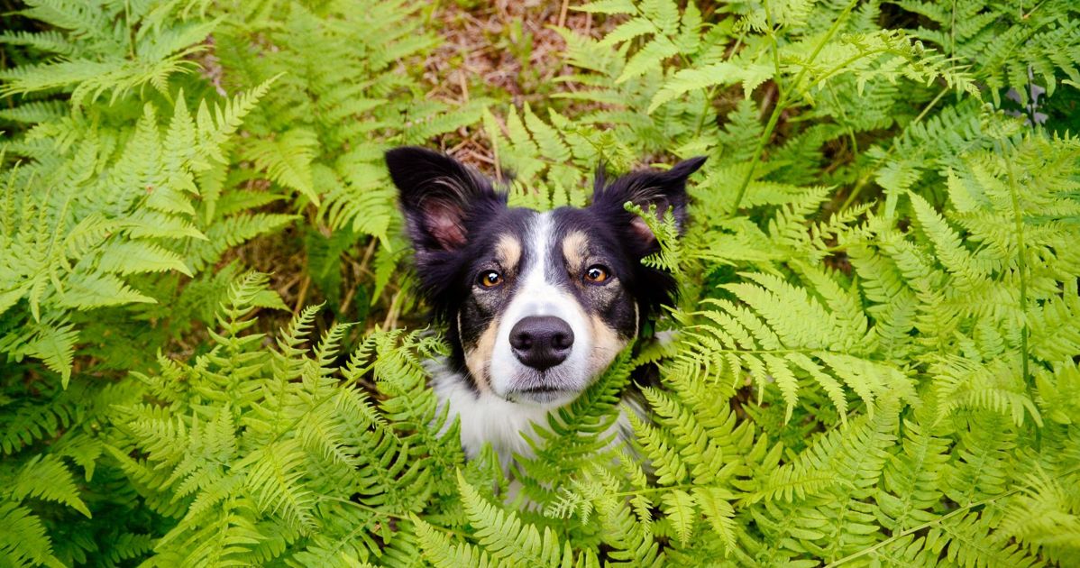 What Happens if My Dog Eats a Fern? - Critter Culture