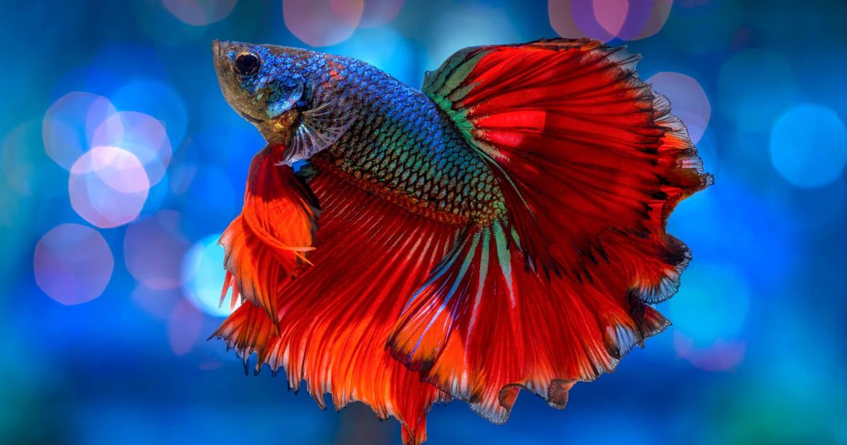 The Most Colorful (and Popular) Fish in the World - Critter Culture