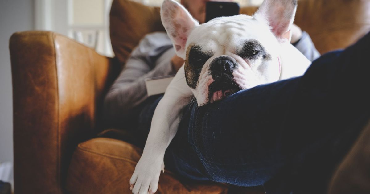 Laidback Lazy Dog Breeds That Love to Lay Around - Critter Culture