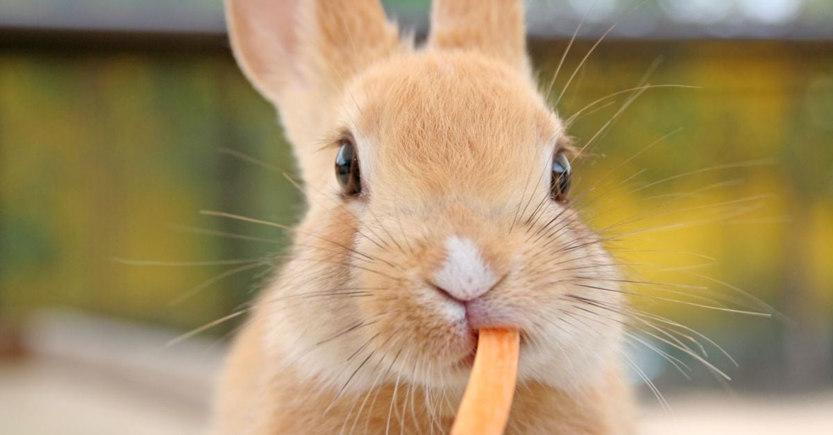 A Newbie's Guide to the Basics of Rabbit Care - Critter Culture