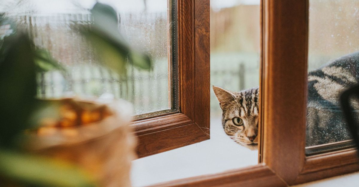 Fortify Your Home Against Kitty Cat Burglars - Critter Culture