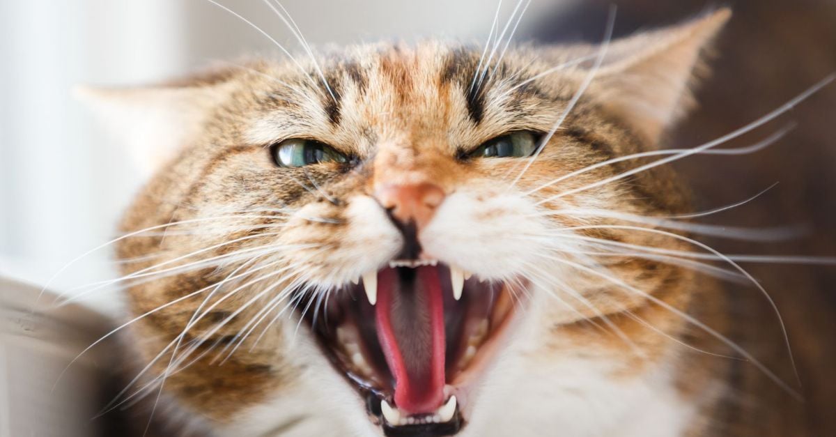 Cat Attack! Common Causes of Kitty Aggression - Critter Culture