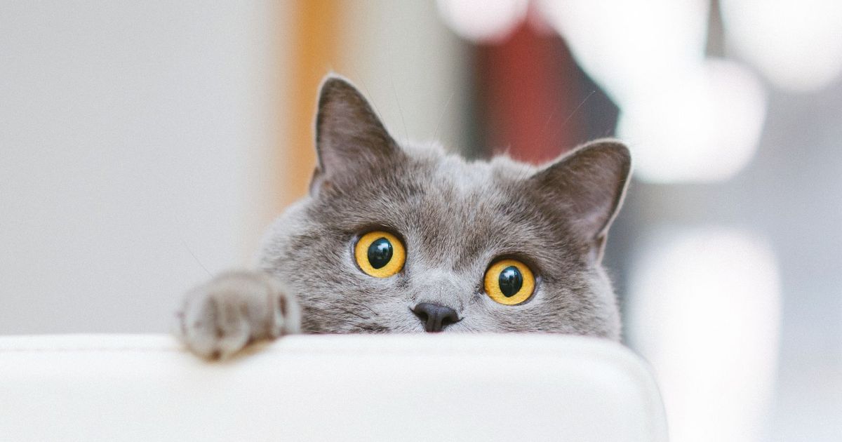 Your Cat's Staring Explained - Critter Culture