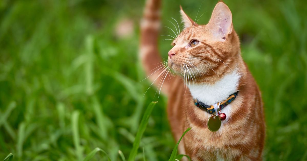 Finding Fluffy: Tips for Finding a Lost Cat - Critter Culture