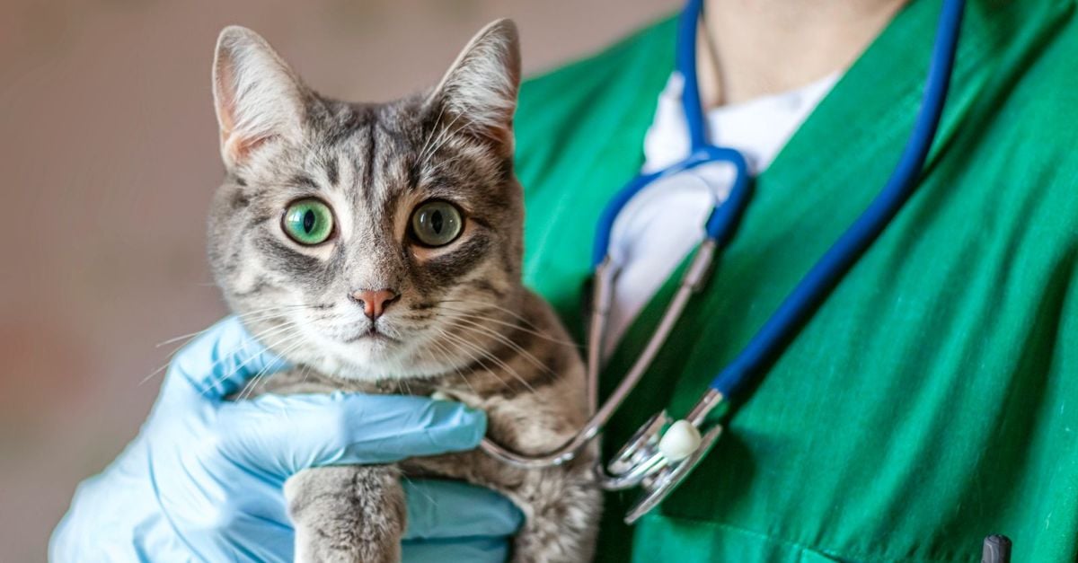How Are Cats Accidentally Poisoned? - Critter Culture