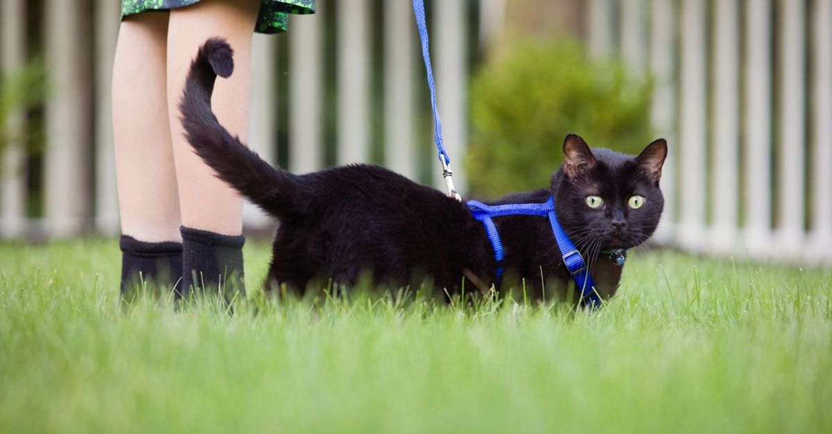 10 Tips for Walking Your Cat Safely and Enjoyably - Critter Culture