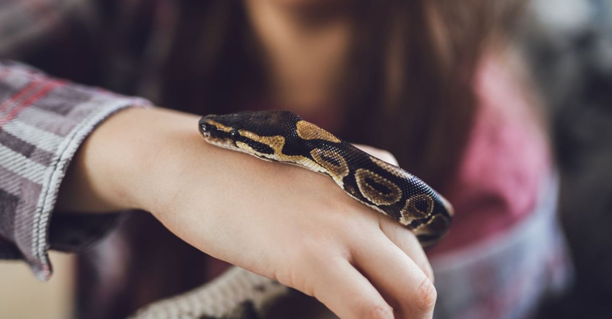Wow Your Friends With These Friendly Pet Snakes - Critter Culture