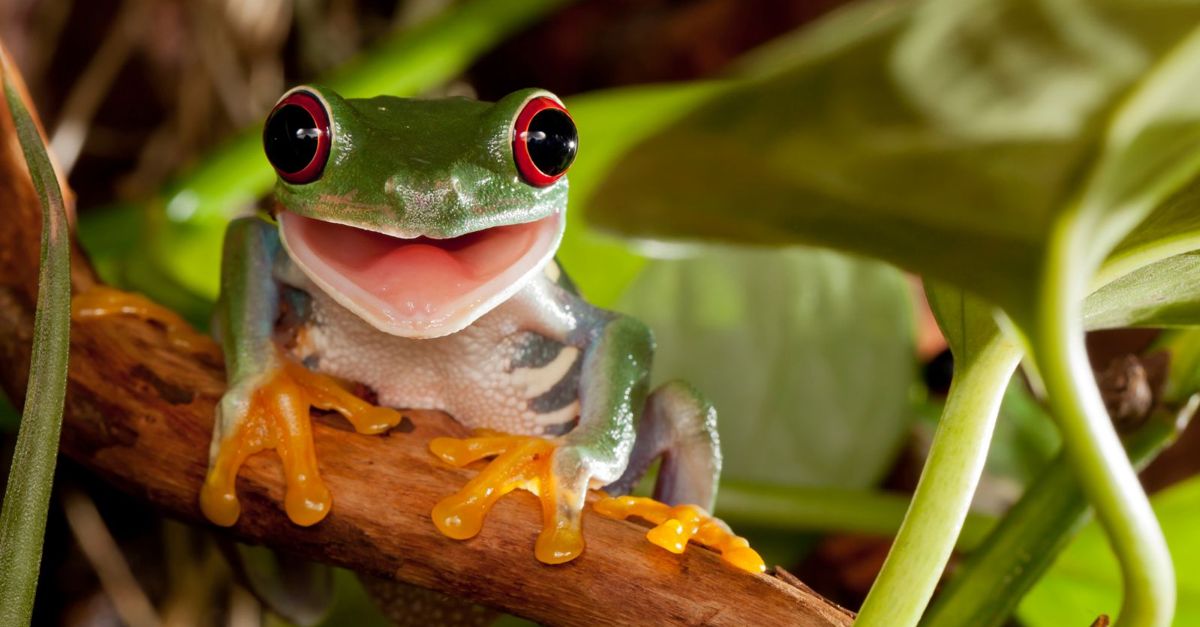 Popular Pet Frogs From Around the World - Critter Culture
