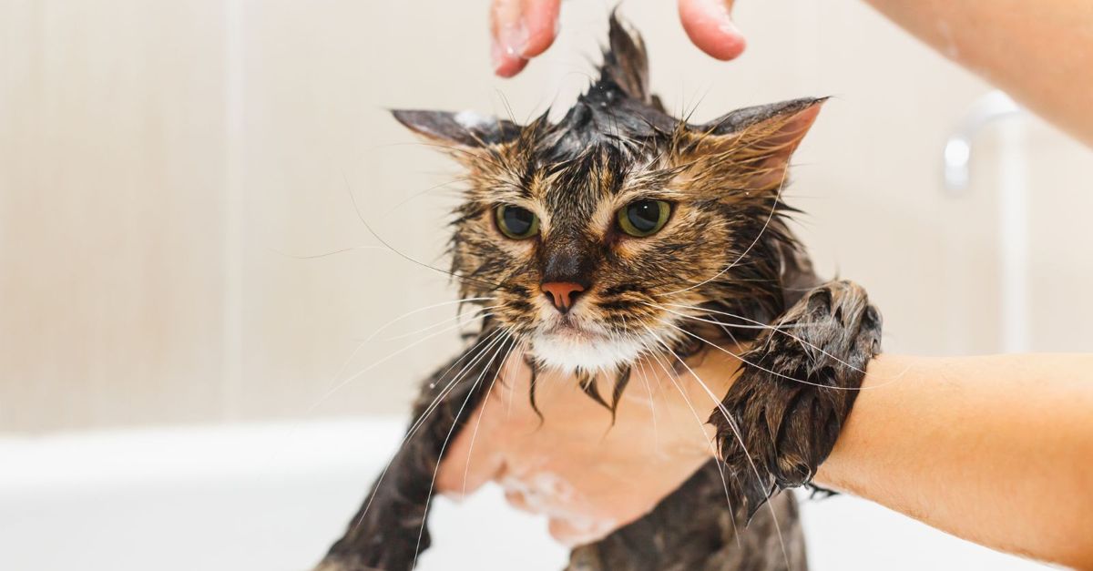 How To Un Terrify The Act Of Bathing Your Cat Critter Culture