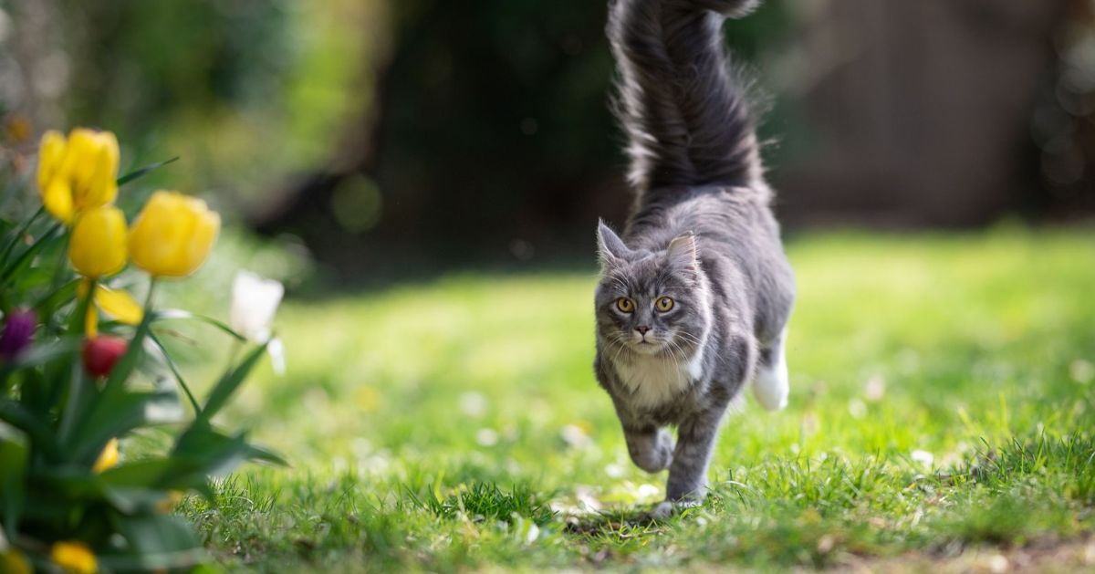 What Is Your Cat's Tail Telling You? - Critter Culture