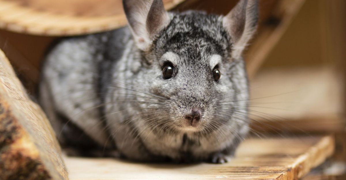 Keeping These Exotic Pets is Easy and Legal - Critter Culture