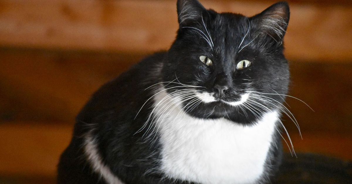 Check Out These Amazing Facts About Felines - Critter Culture