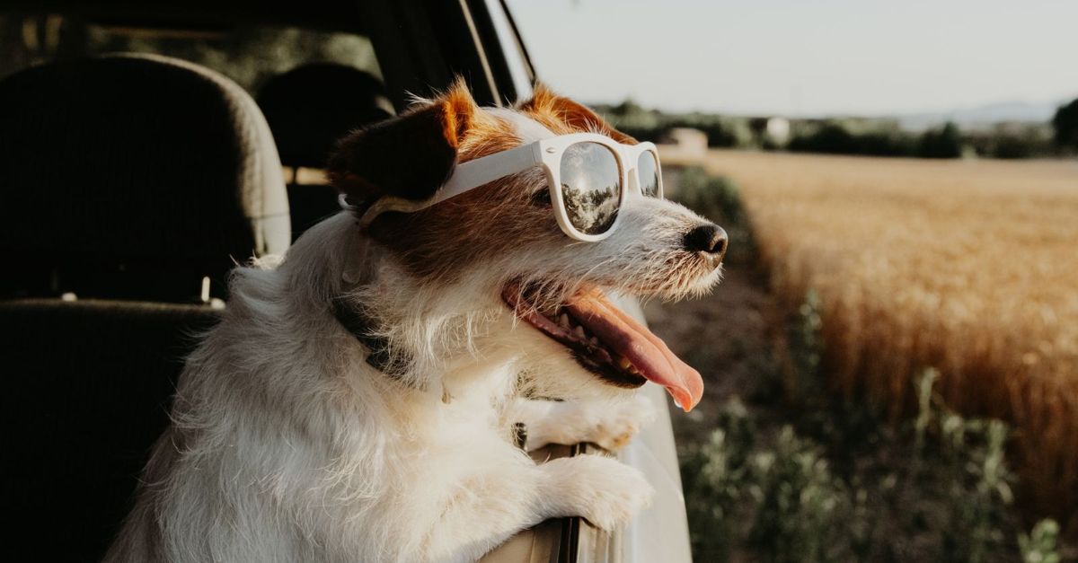 Tips for an Easy and Fun Doggie Road Trip - Critter Culture
