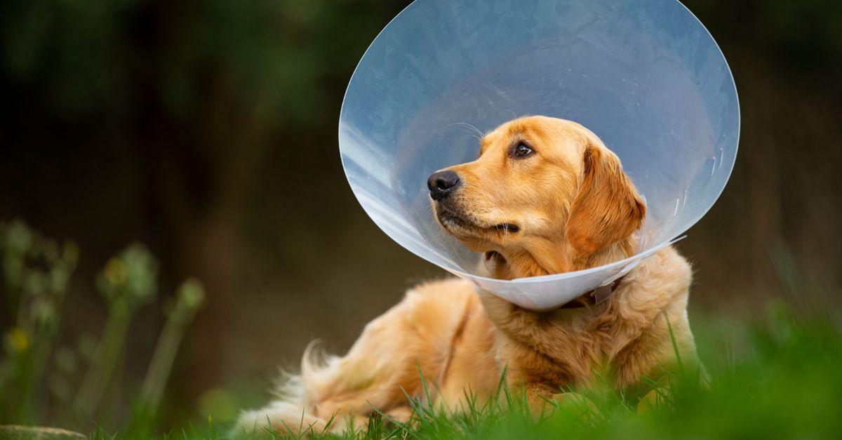 Give These Comfy Dog Cone Ideas a Try - Critter Culture