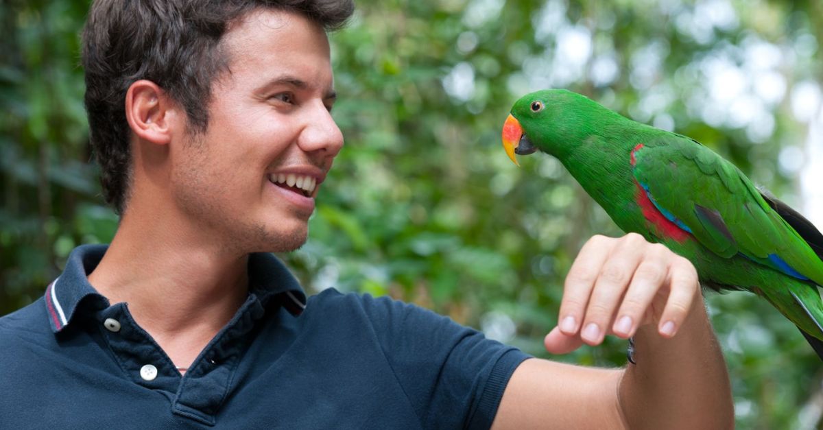 Train Your Parrot to Talk With These Tactics - Critter Culture