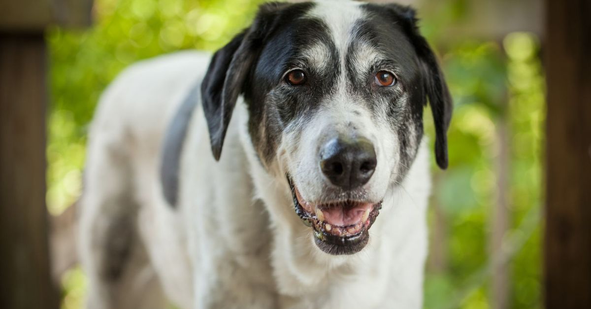 Telltale Signs of an Aging Dog - Critter Culture