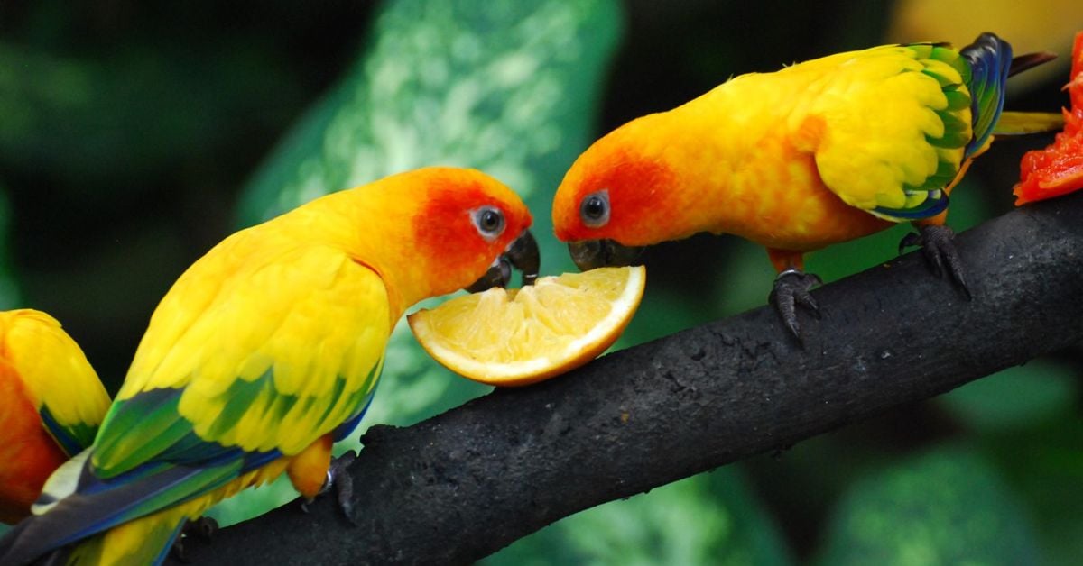 How to Add Fruits and Veg to Your Bird's Diet - Critter Culture