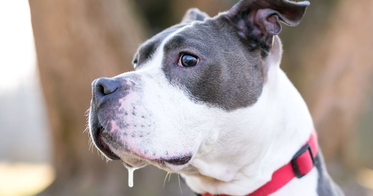 What You Need To Know About Dog Drool - Critter Culture