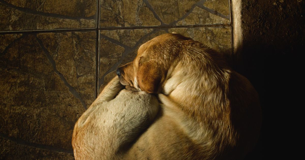 Preventing and Treating Mange in Dogs - Critter Culture