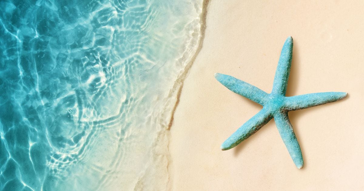 10 Wild Facts About Starfish - Critter Culture