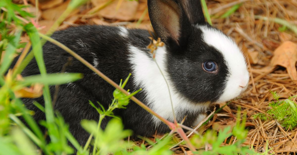 10 Reasons to Love the Dutch Rabbit - Critter Culture