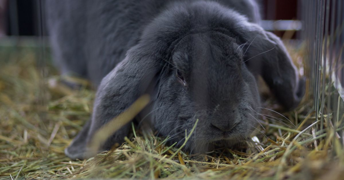 Do Continental Giant Rabbits Make Good Pets? - Critter Culture
