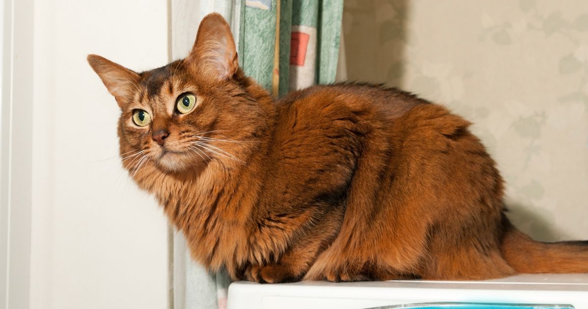 10 Fascinating Facts About the Somali Cat - Critter Culture