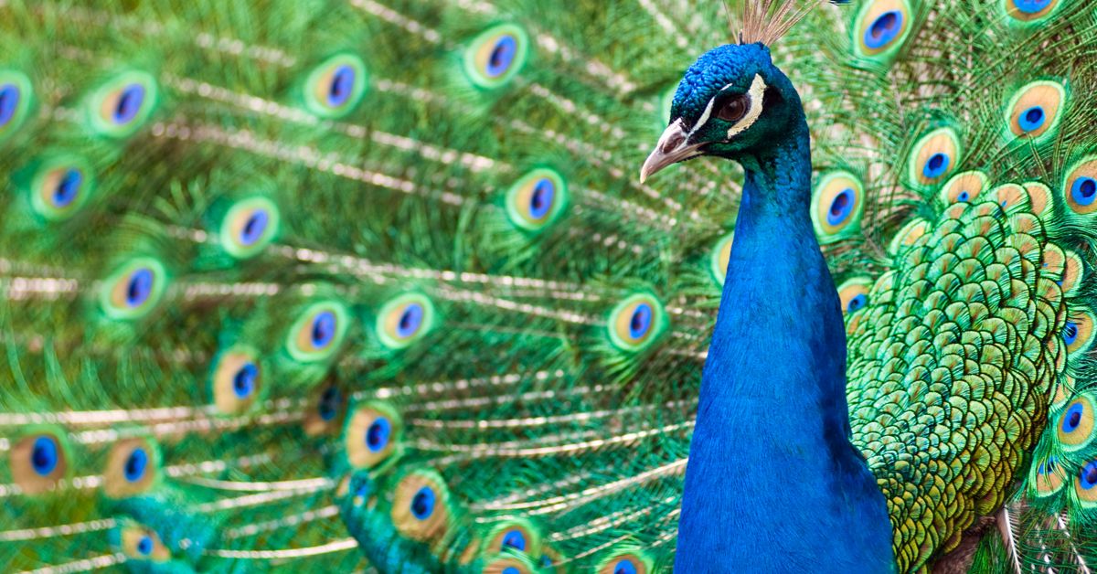 Get an Eyeful of These Lovely-Looking Birdies - Critter Culture