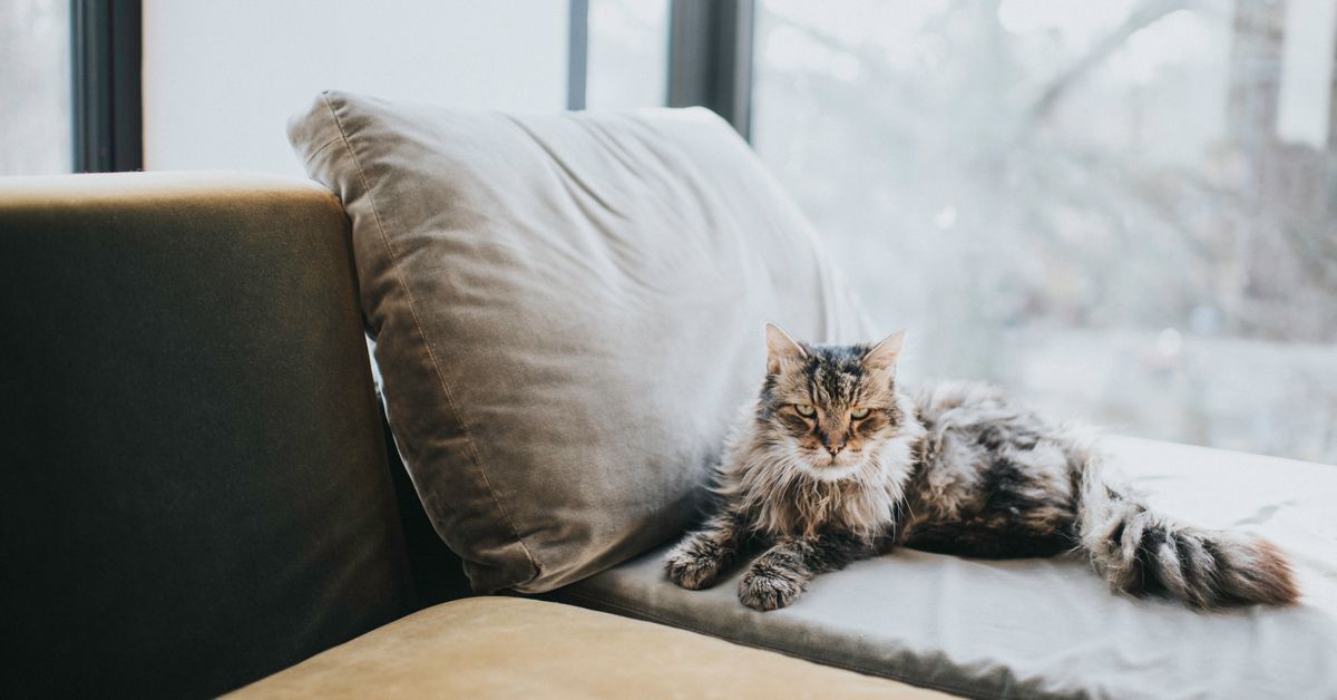 Give Your Cat More Years: 10 Ways to Help - Critter Culture