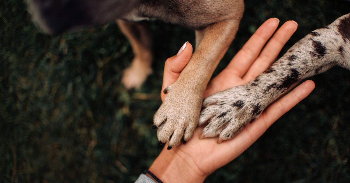 10 Tips to Keep Your Dog's Paws Safe Year-Round - Critter Culture