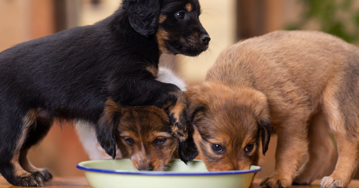 Dog Behavior 101: Navigating Common Challenges - Critter Culture