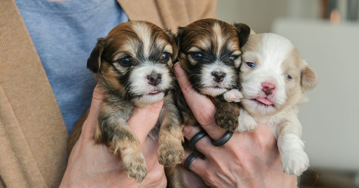 10 Tips for Choosing a Responsible Dog Breeder - Critter Culture